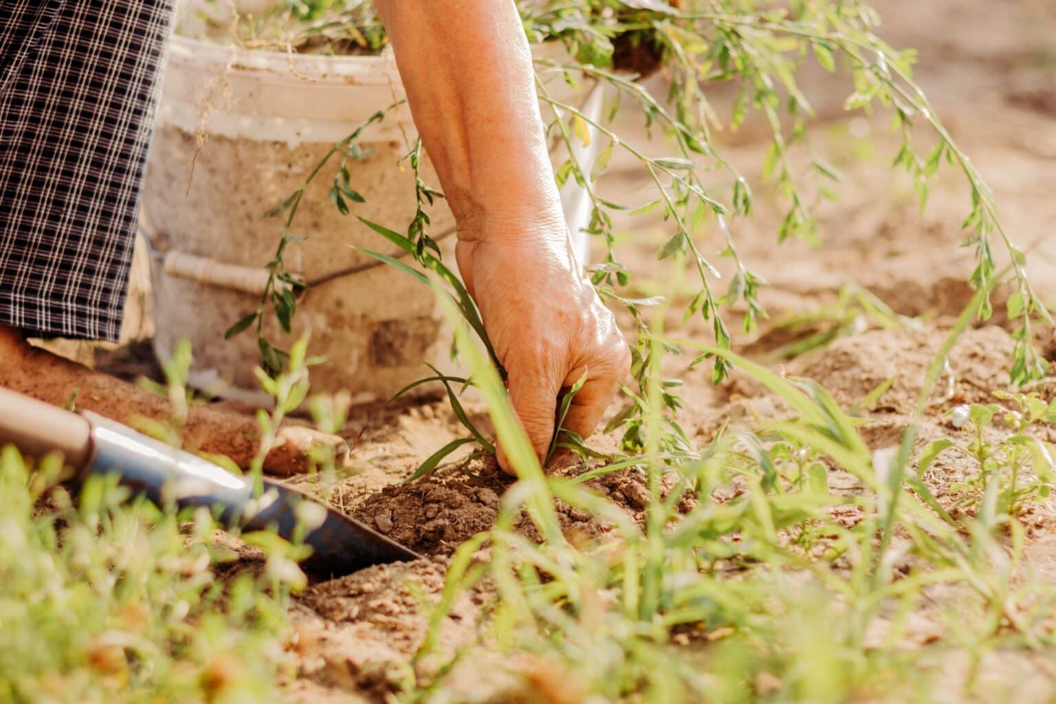 Weed Control Tips for Dallas-Ft. Worth Area | Superior Service Pros