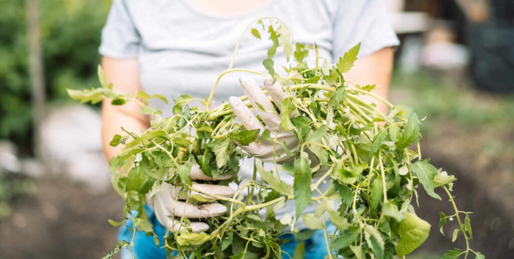Weed Control Tips for Dallas-Ft. Worth Area | Superior Service Pros